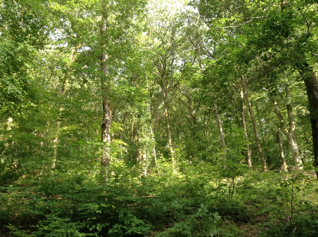 One planet development success | Vital Ecology